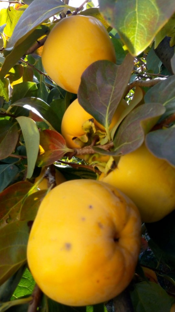 Novosti.rs | Galerija | LEKOVITA KAKI JABUKA RASTE I U ĆUPRIJI: Deset ...