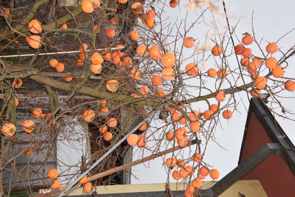 Novosti.rs | Galerija | LEKOVITA KAKI JABUKA RASTE I U ĆUPRIJI: Deset ...