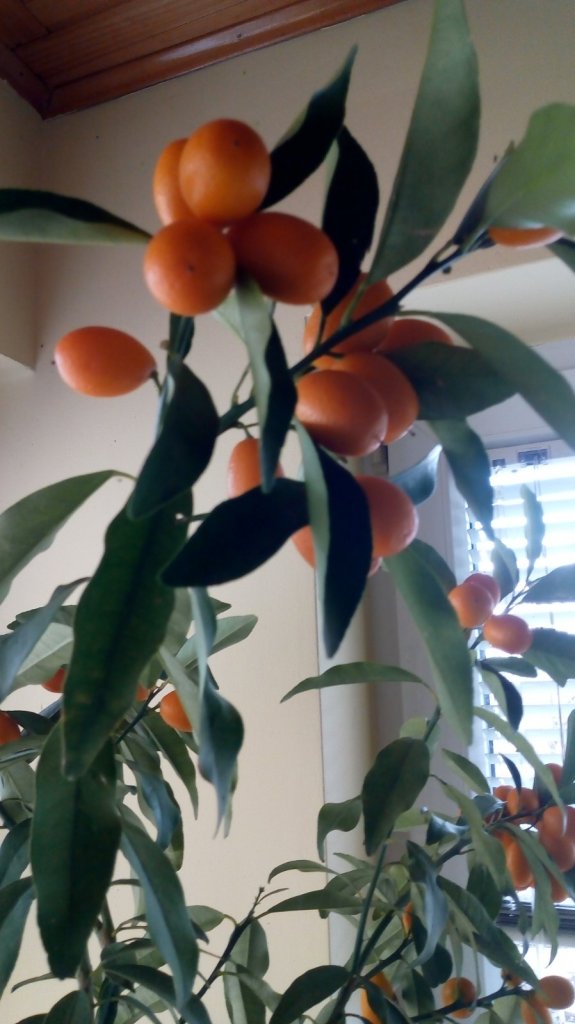 Novosti.rs | Galerija | LEKOVITA KAKI JABUKA RASTE I U ĆUPRIJI: Deset ...