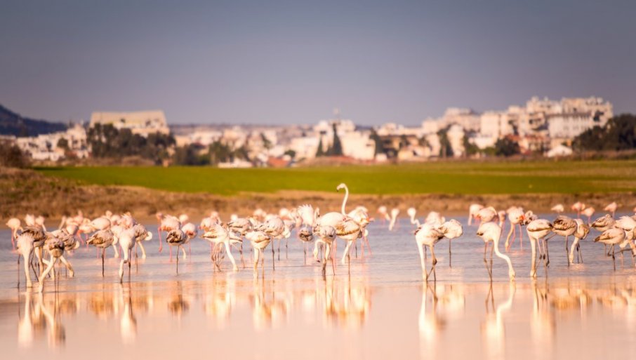 KUDA IDU FLAMINGOSI: Počinje seoba ptica, a znate li gde leti omiljena ...