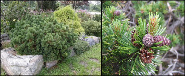 Patuljasti četinari za terasu