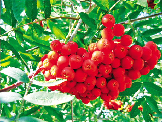 Brekinja- samonikla jestiva lekovita BILJKA leči DIJABETES, poboljšava VID.